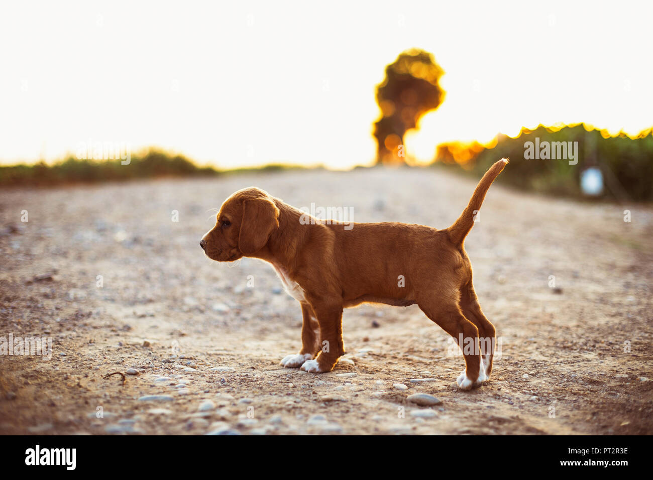 Puppy on path hi-res stock photography and images - Alamy