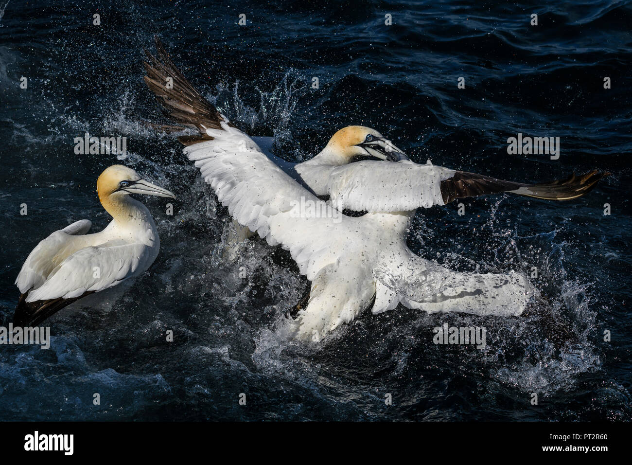 Atlantic ocean birds hi-res stock photography and images - Alamy