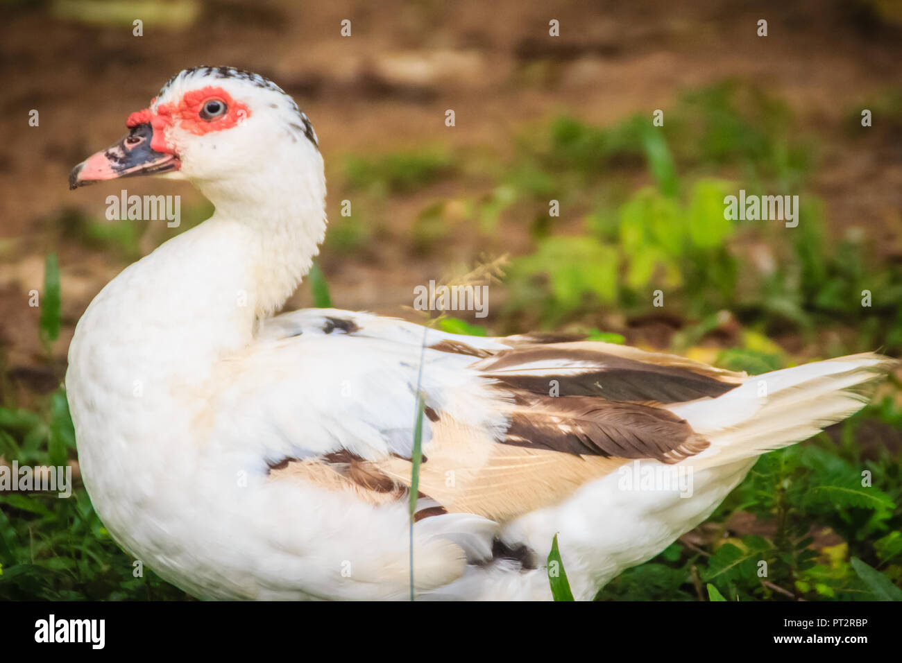 A domestic Muscovy duck in the open farming. The Muscovy Duck (Cairina ...