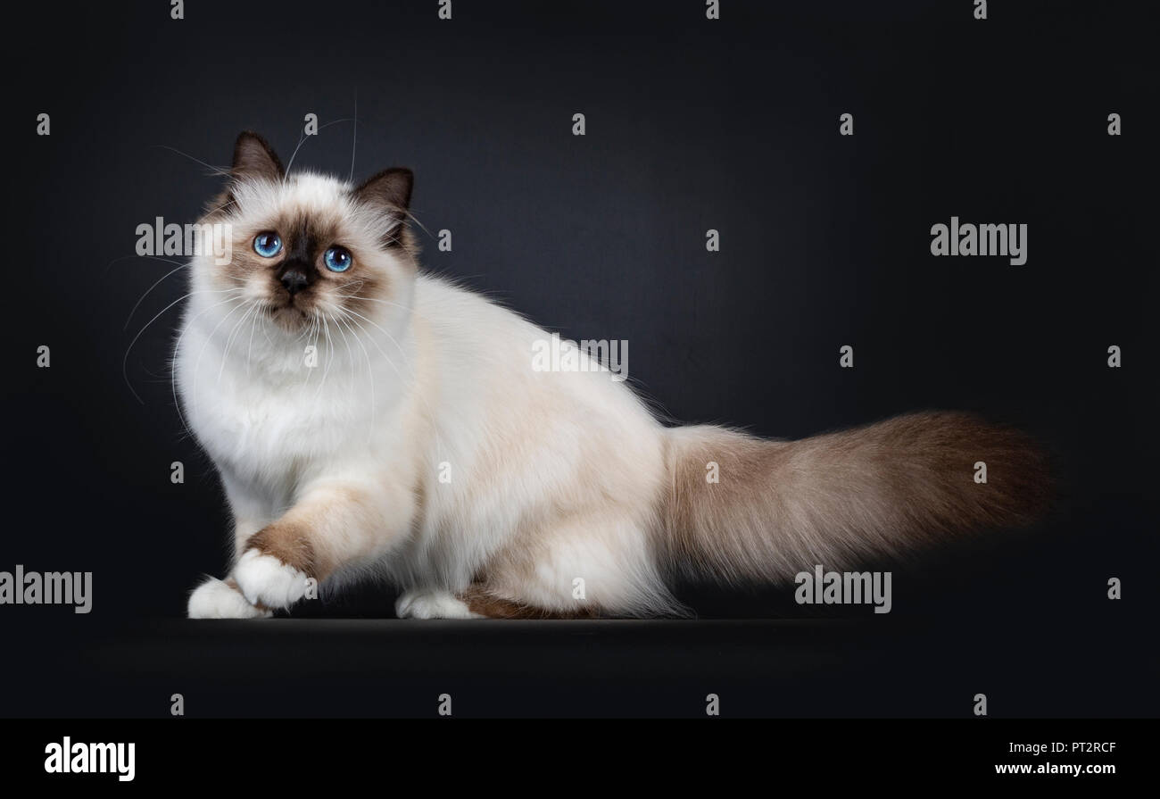 Adorable excellent seal point Sacred Birman cat kitten walking side ...
