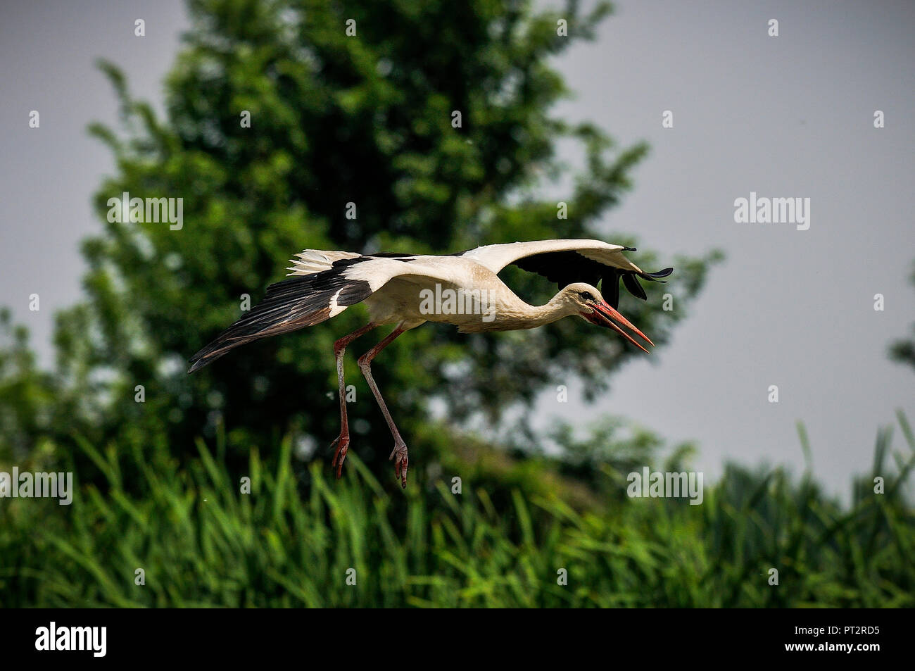 Flying white stork Stock Photo - Alamy
