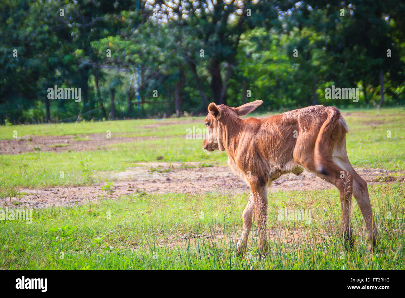 A cute little red calf cow hybrid is standing up from its breaks and ...