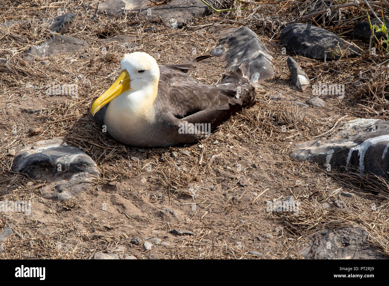 Semi colonial breeder hi-res stock photography and images - Alamy