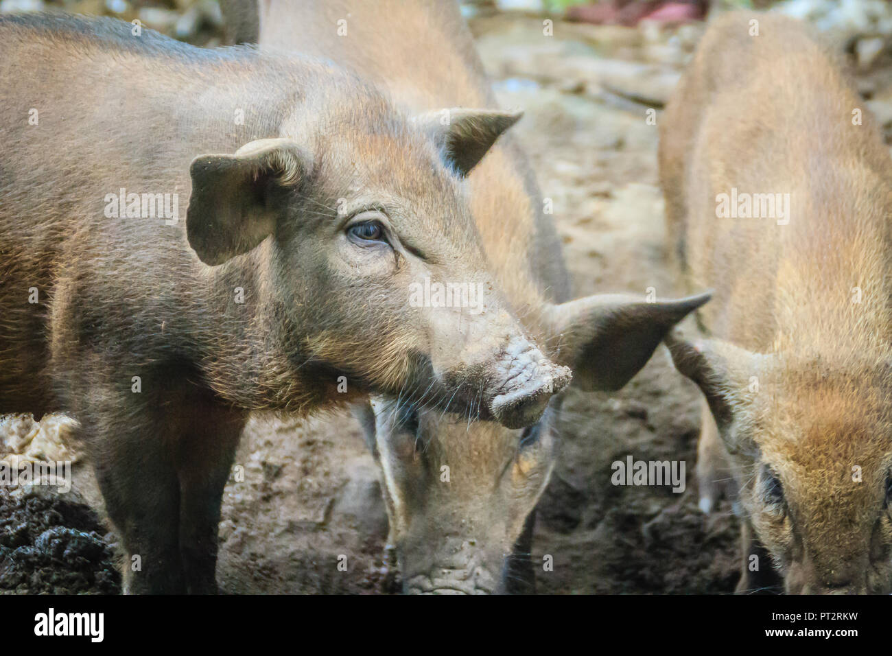 Group of domesticated wild boar eating food in the tropical forest. The ...