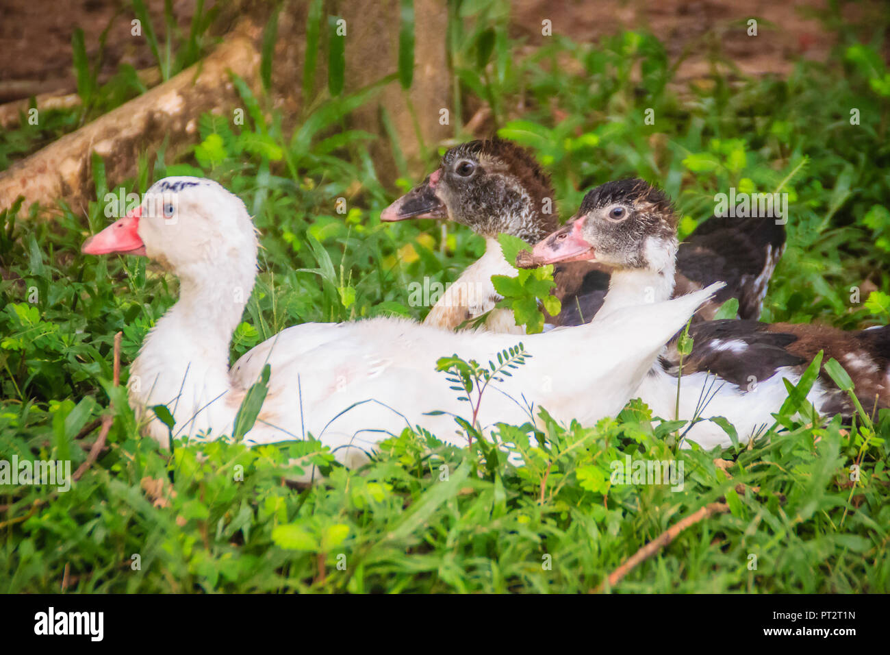 Domestic Muscovy ducks in the open farming. The Muscovy Duck (Cairina ...