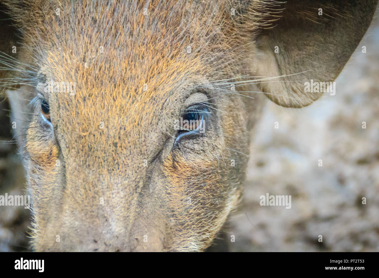 Feral pig hunt hi-res stock photography and images - Alamy