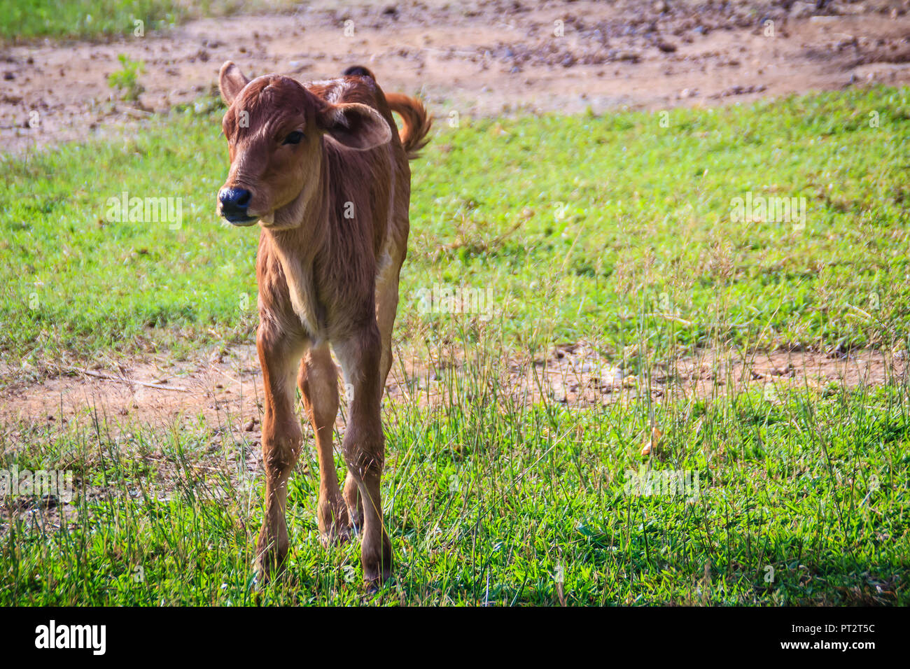 A cute little red calf cow hybrid is standing up from its breaks and ...