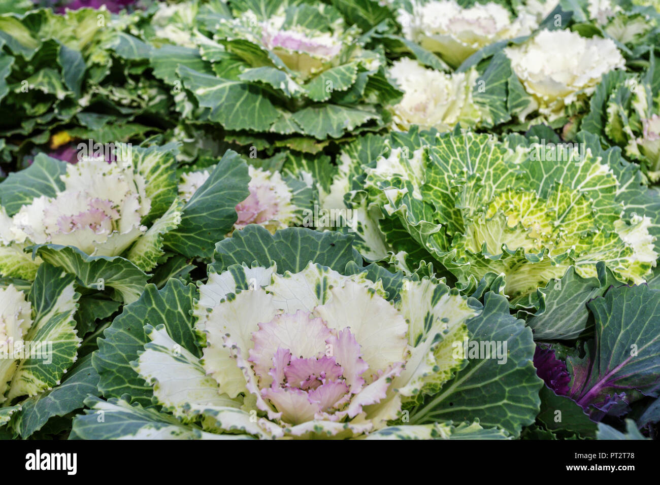 Decorative cabbage or kale, decorative cabbage Stock Photo - Alamy