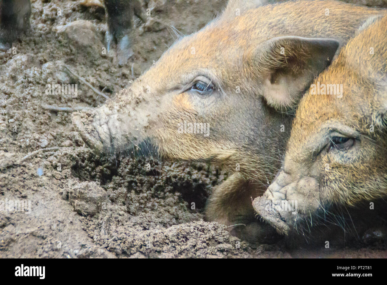 Group of domesticated wild boar eating food in the tropical forest. The ...