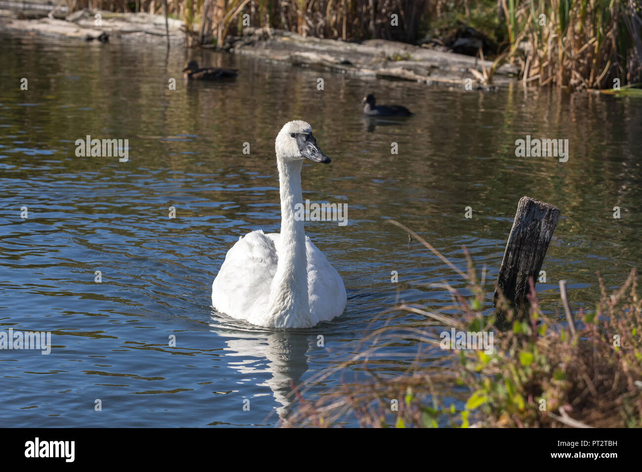 Trumpeter swan lake hi-res stock photography and images - Alamy