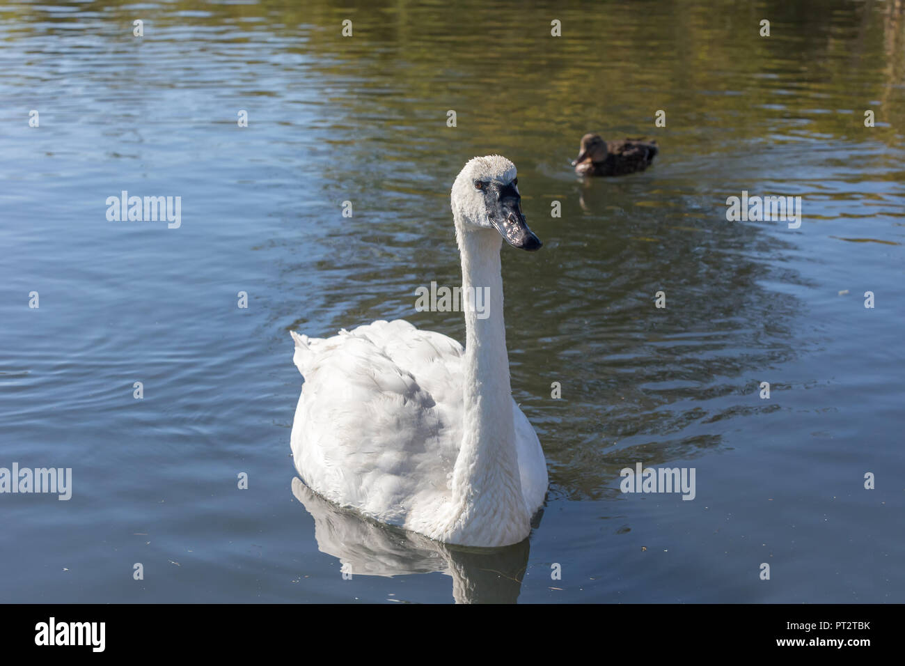 Trumpeter swan lake hi-res stock photography and images - Alamy