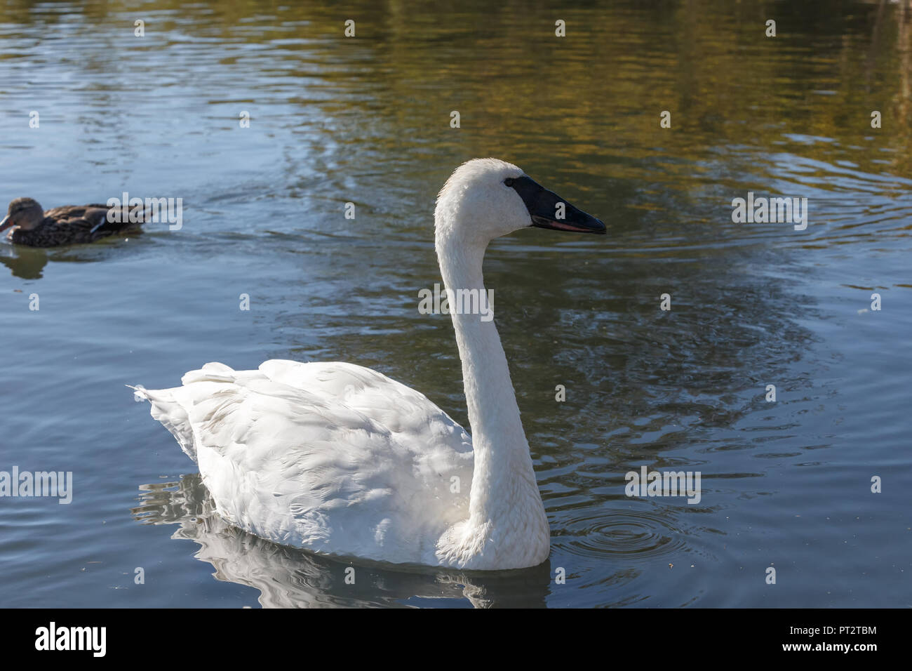 Trumpeter swan swimming on a pond in Vancouver BC Canada Stock Photo ...