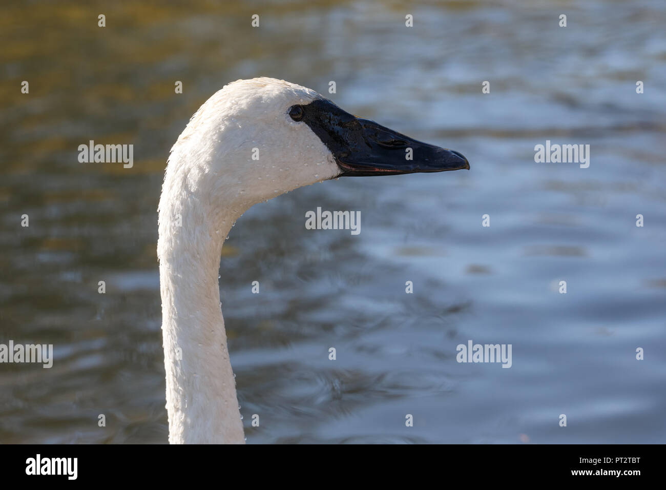 Swan trumpeter hi-res stock photography and images - Alamy