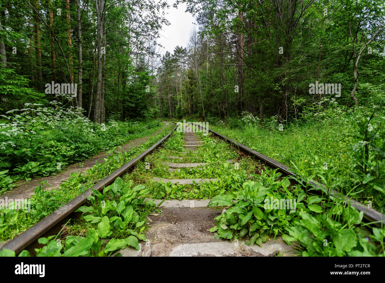 Railway through forest hi-res stock photography and images - Alamy