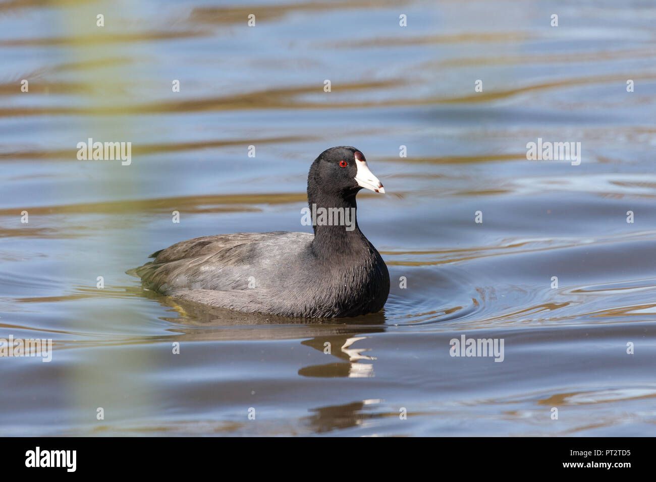 Common coot bird in Vancouver BC Canada Stock Photo - Alamy