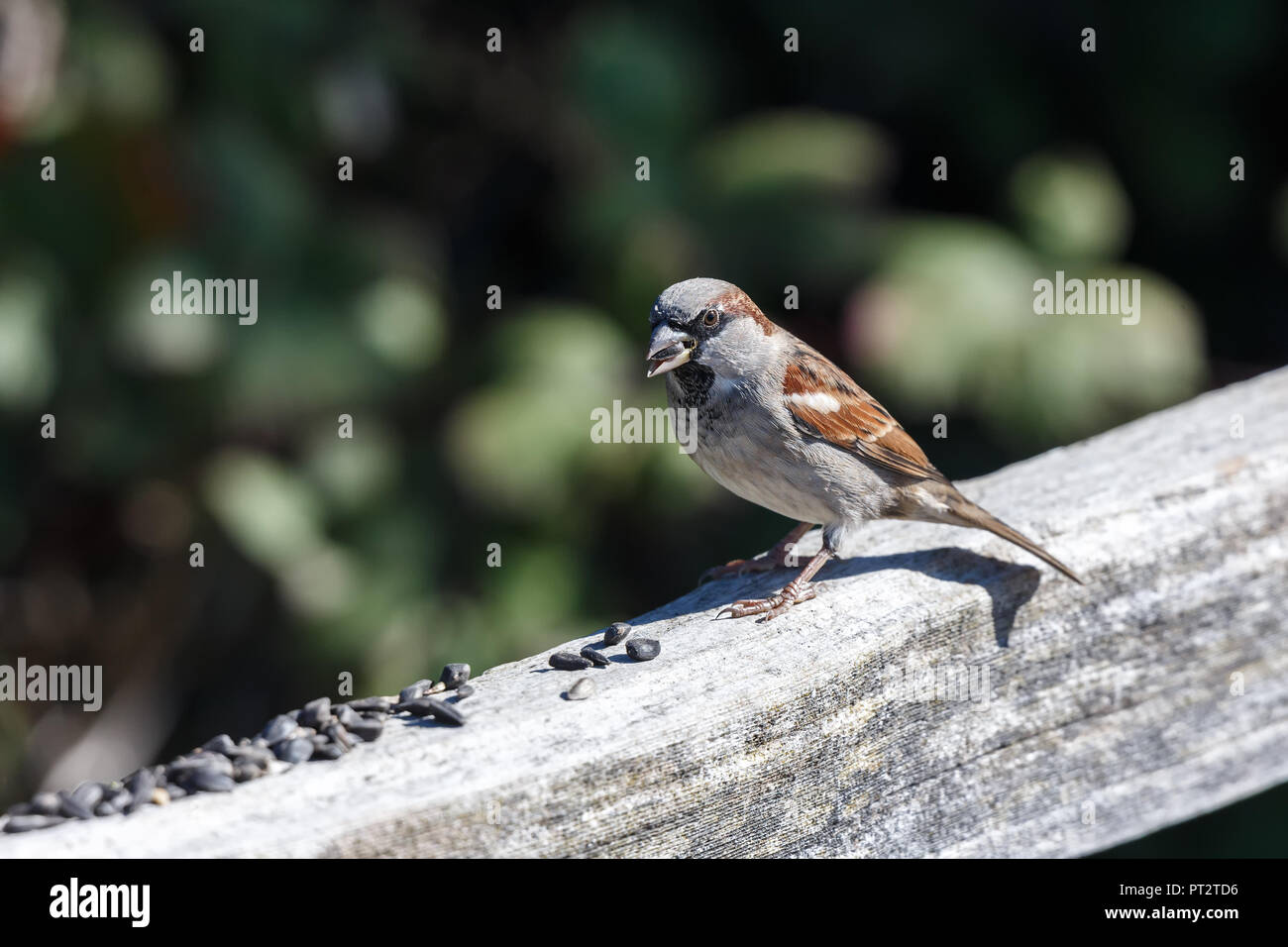 Male House Sparrow bird at Vancouver BC Canada Stock Photo - Alamy