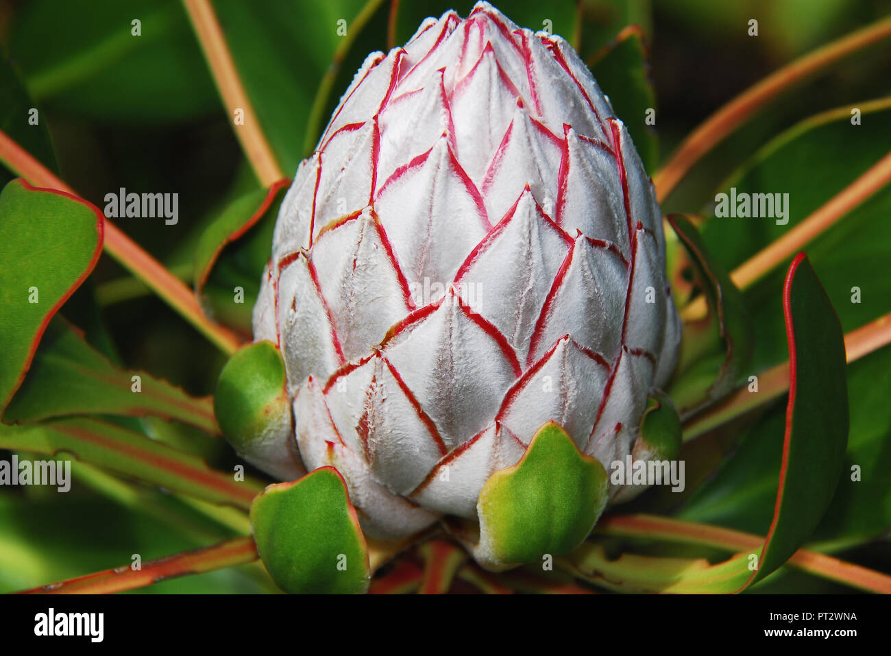 Fynbos Flower Stock Photos & Fynbos Flower Stock Images - Alamy