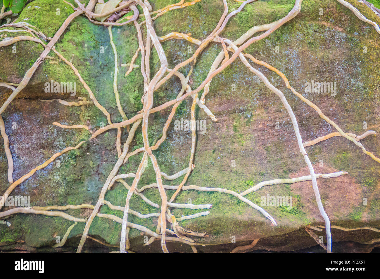 Orchid roots cover stone with green mossy background. Tangled ...