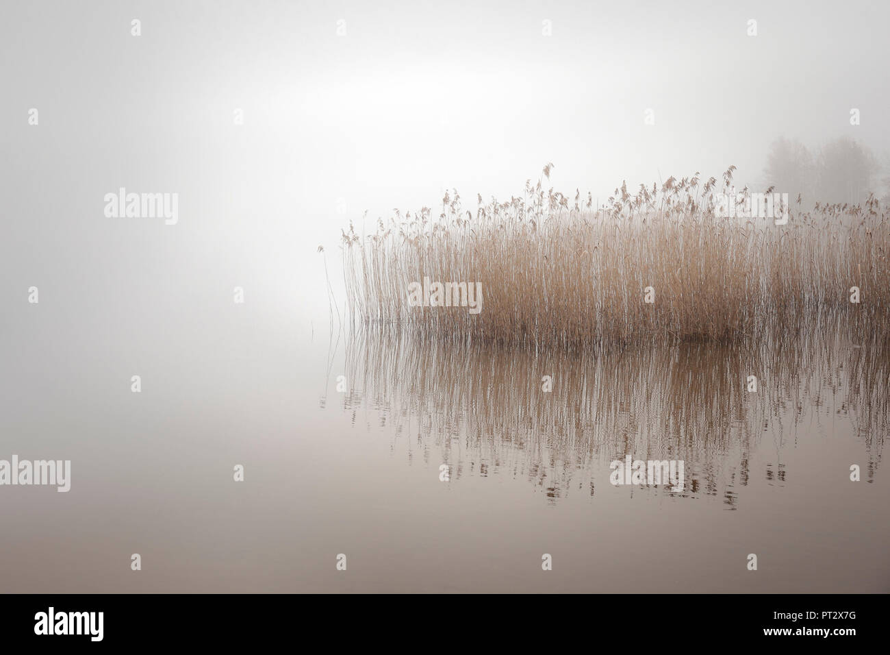 Reed reflecting in the lake surface, fog landscape Stock Photo - Alamy