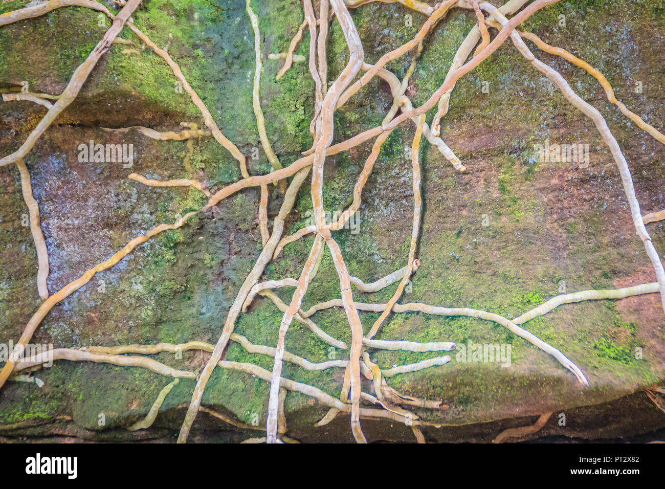 Orchid roots cover stone with green mossy background. Tangled ...
