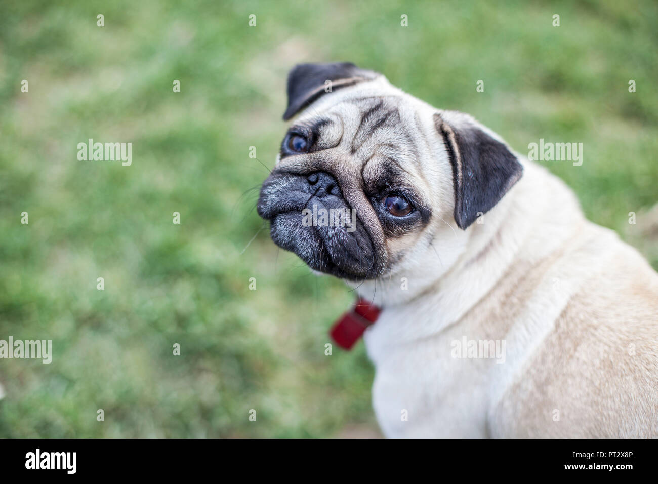 Pug nose hi-res stock photography and images - Alamy