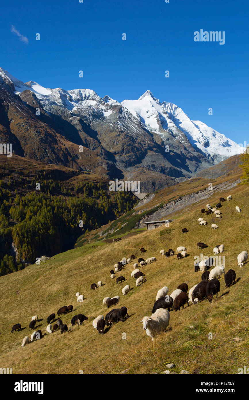 Austria, Carinthia, Grossglockner High Alpine Road, mountain meadow ...