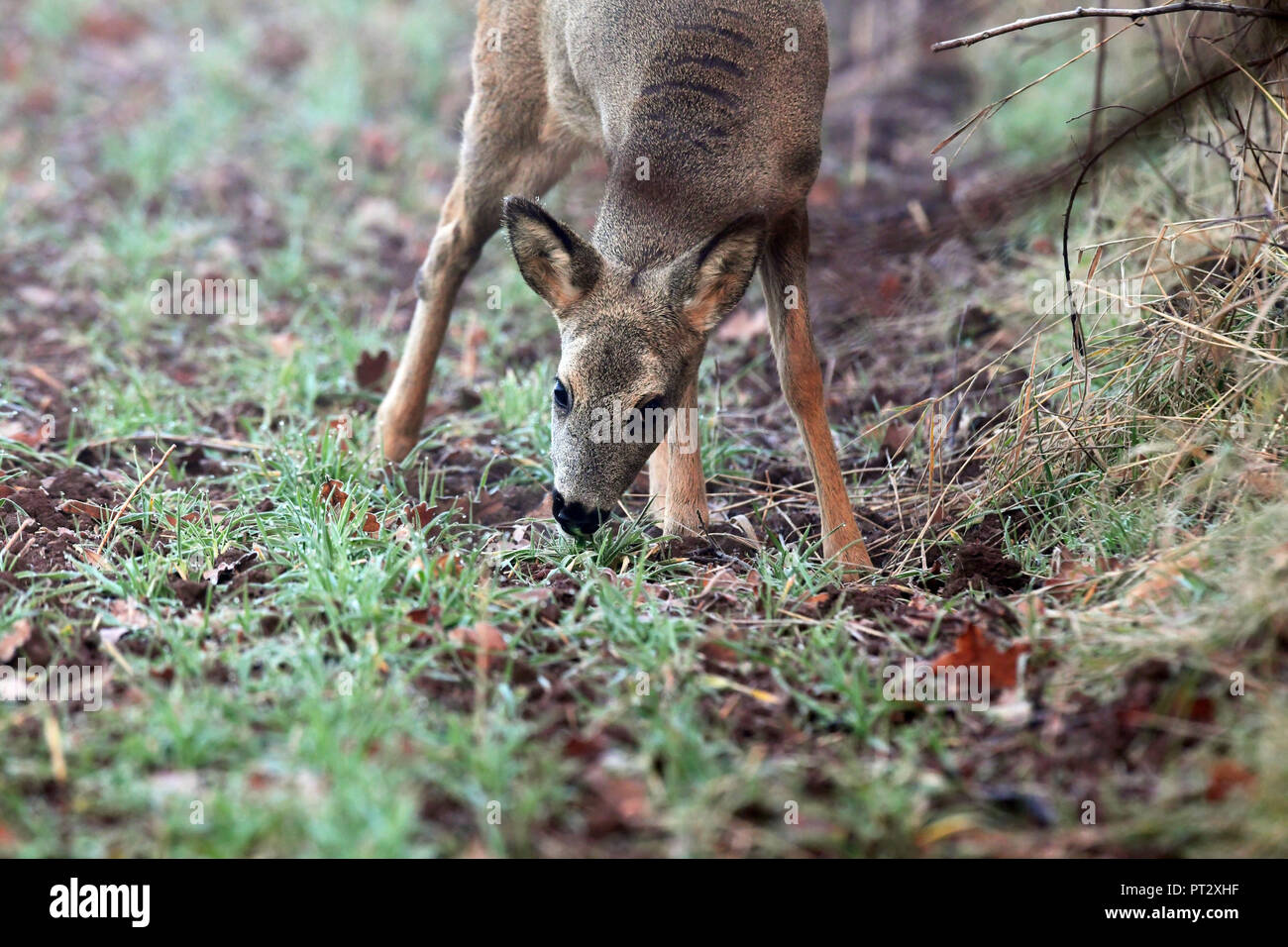 Field edge hi-res stock photography and images - Alamy