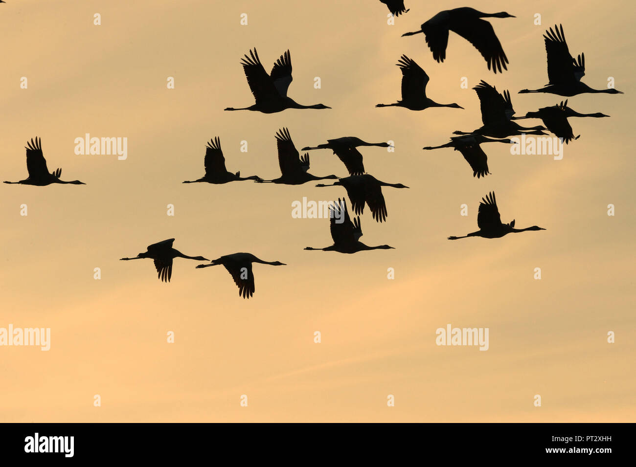 Cranes in flight hi-res stock photography and images - Alamy