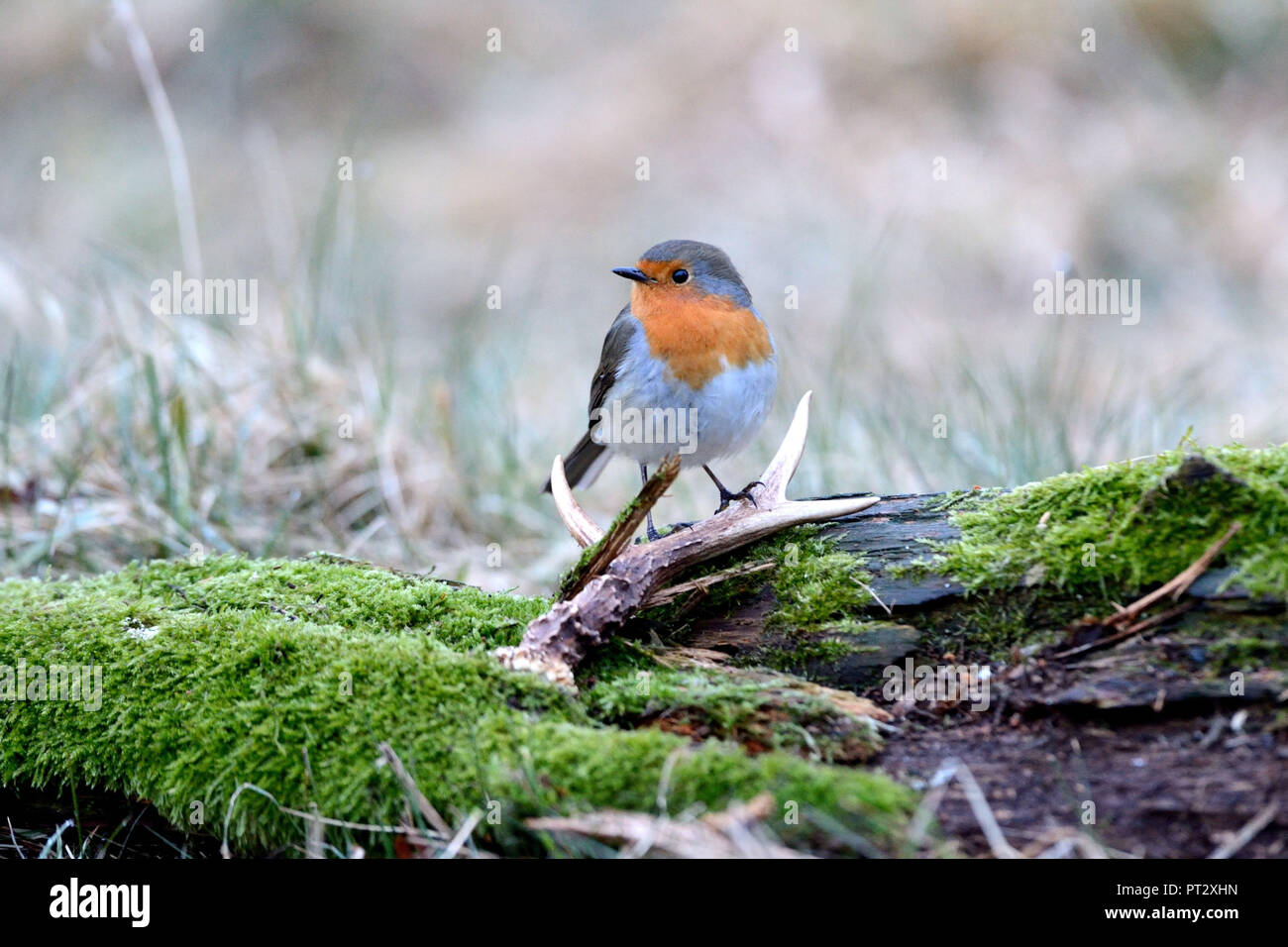 Robin sitting hi-res stock photography and images - Alamy