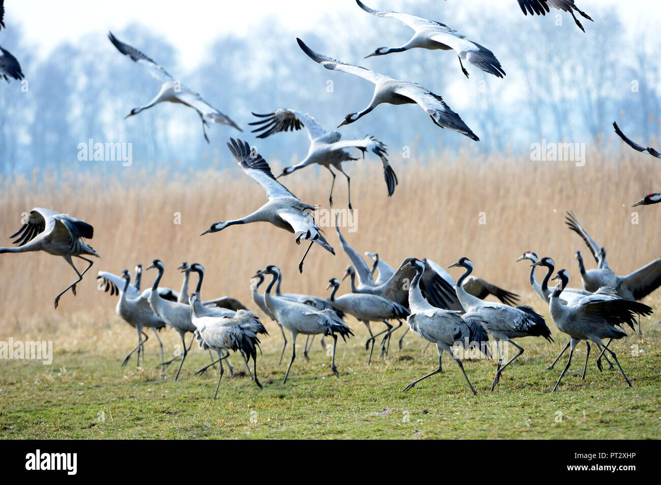 Common cranes landing hi-res stock photography and images - Alamy