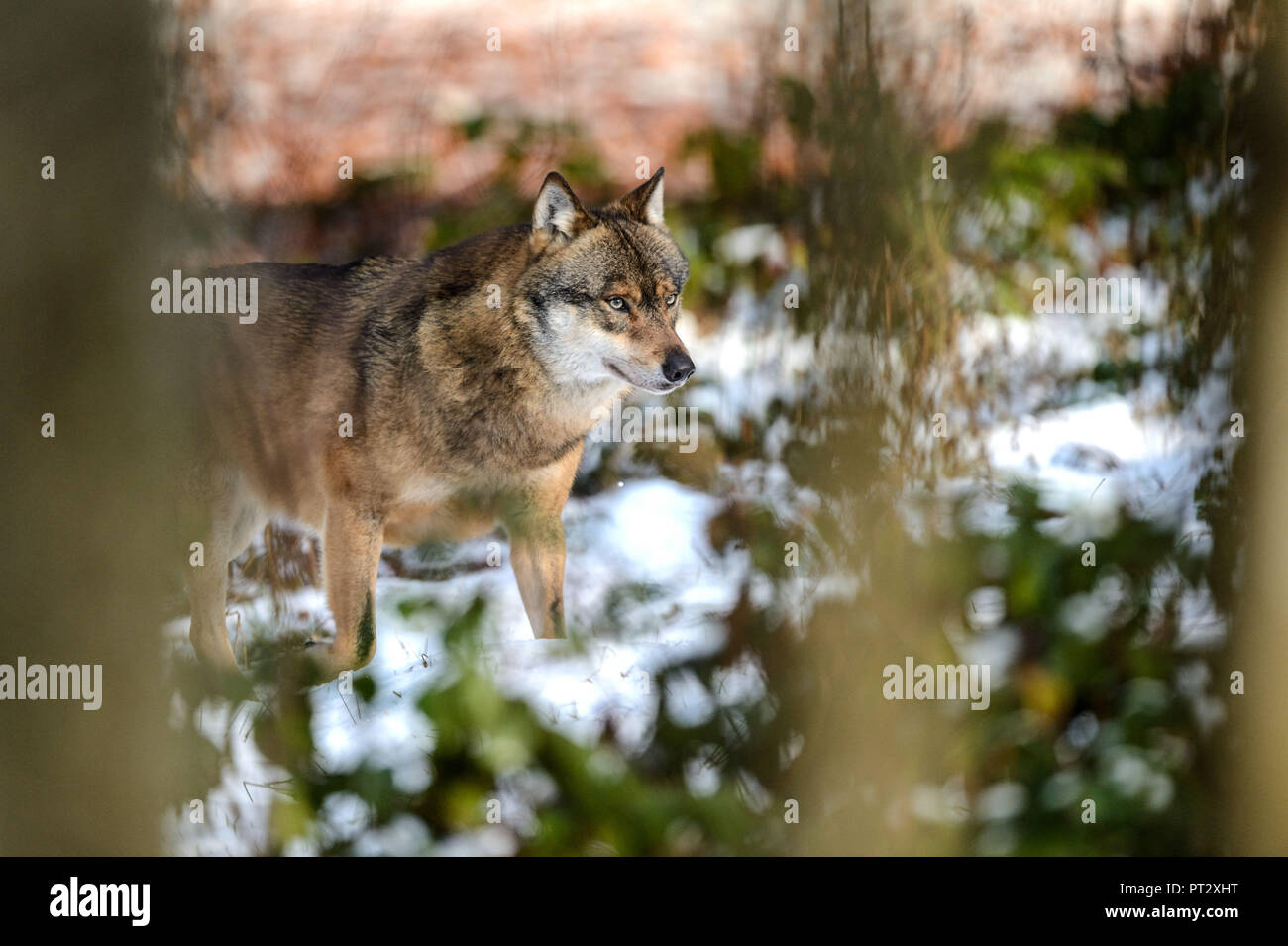 Wolves in forest hi-res stock photography and images - Alamy
