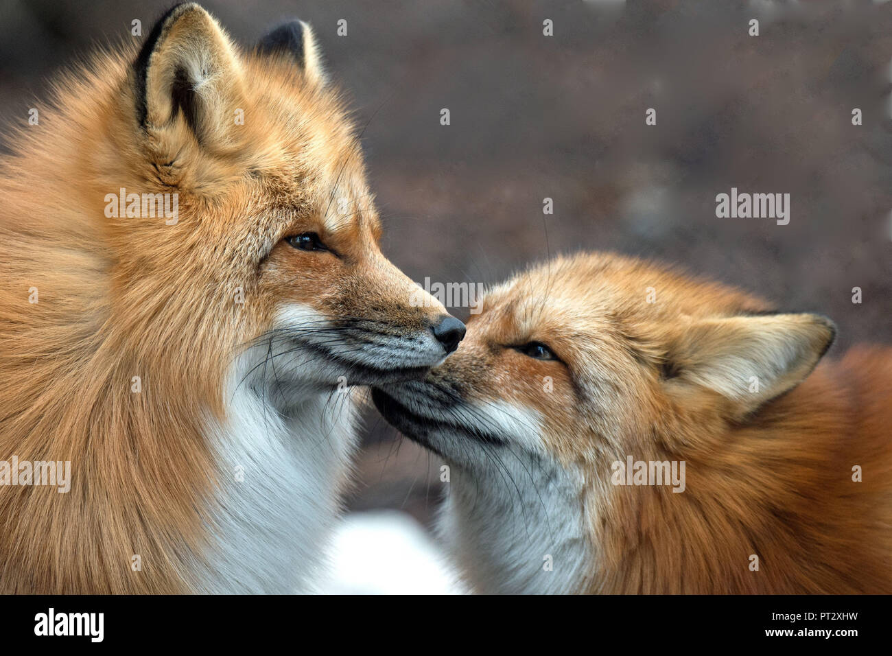 Red foxes hi-res stock photography and images - Alamy