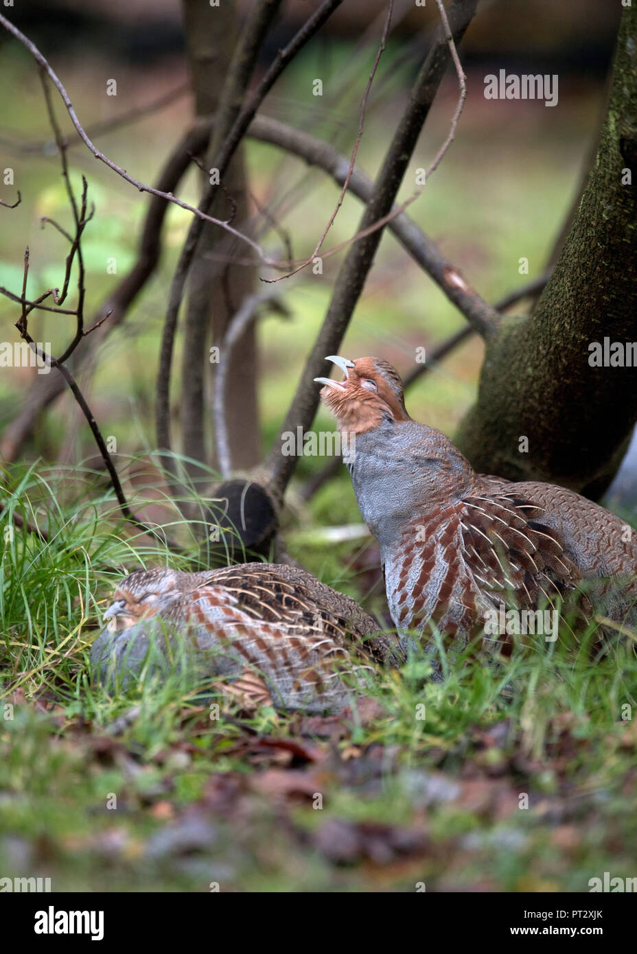 Partridges hi-res stock photography and images - Alamy