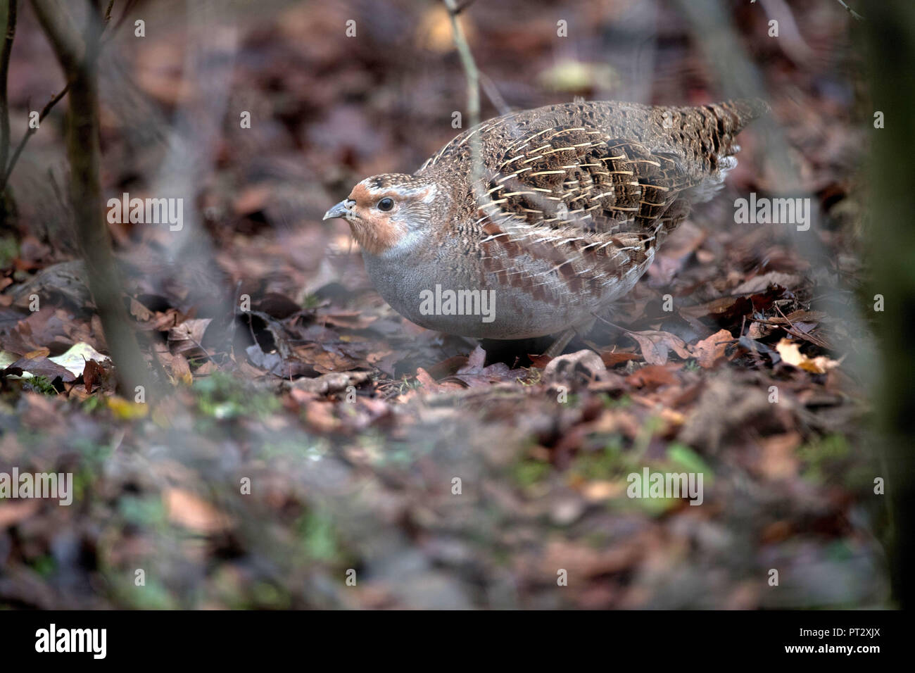 Poultry and gamebirds hi-res stock photography and images - Alamy