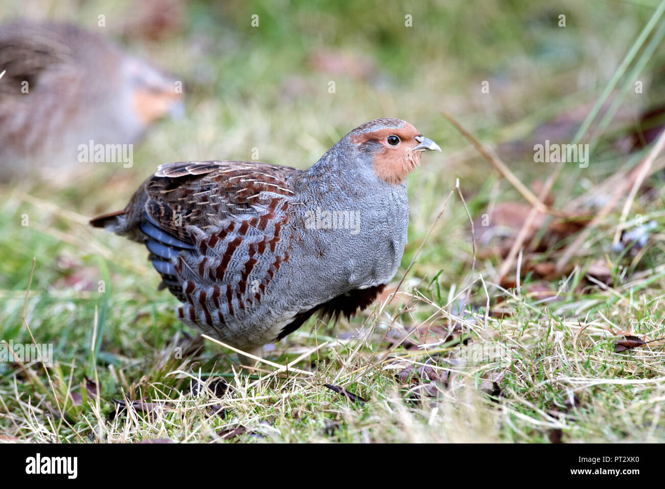 Partridges High Resolution Stock Photography and Images - Alamy