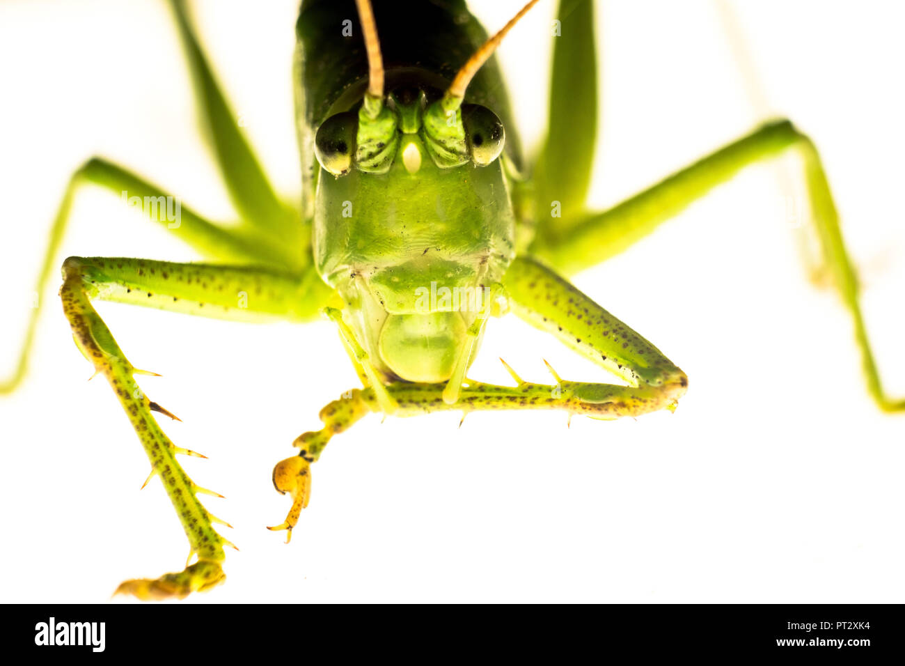 Great green bush cricket Stock Photo - Alamy