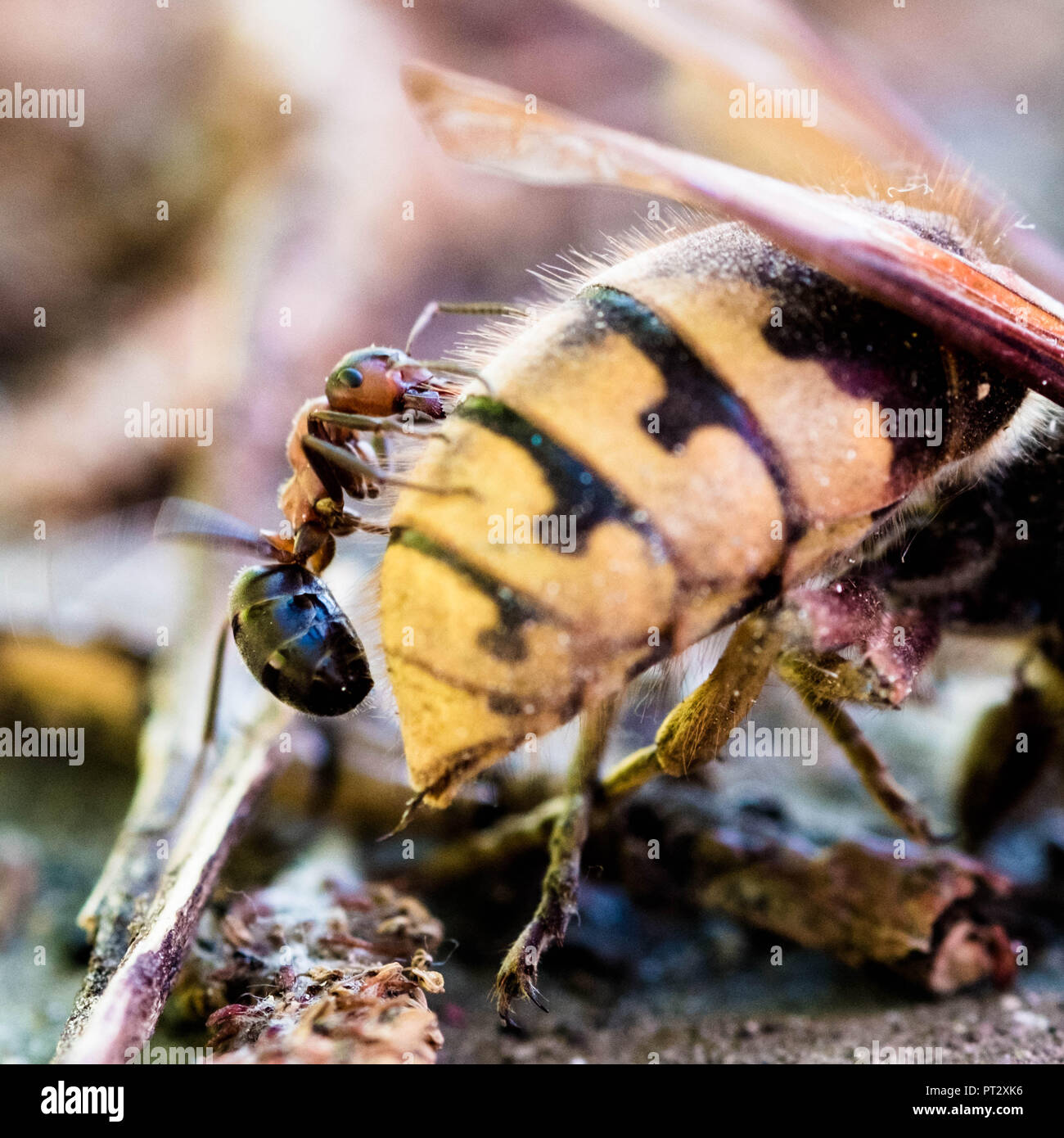 Dead ant hi-res stock photography and images - Alamy