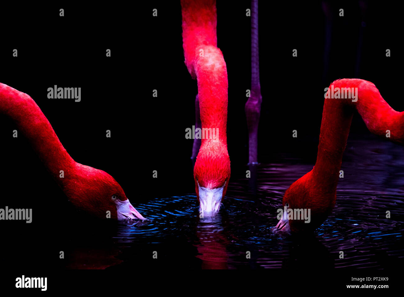 Flamingos Eating High Resolution Stock Photography and Images - Alamy