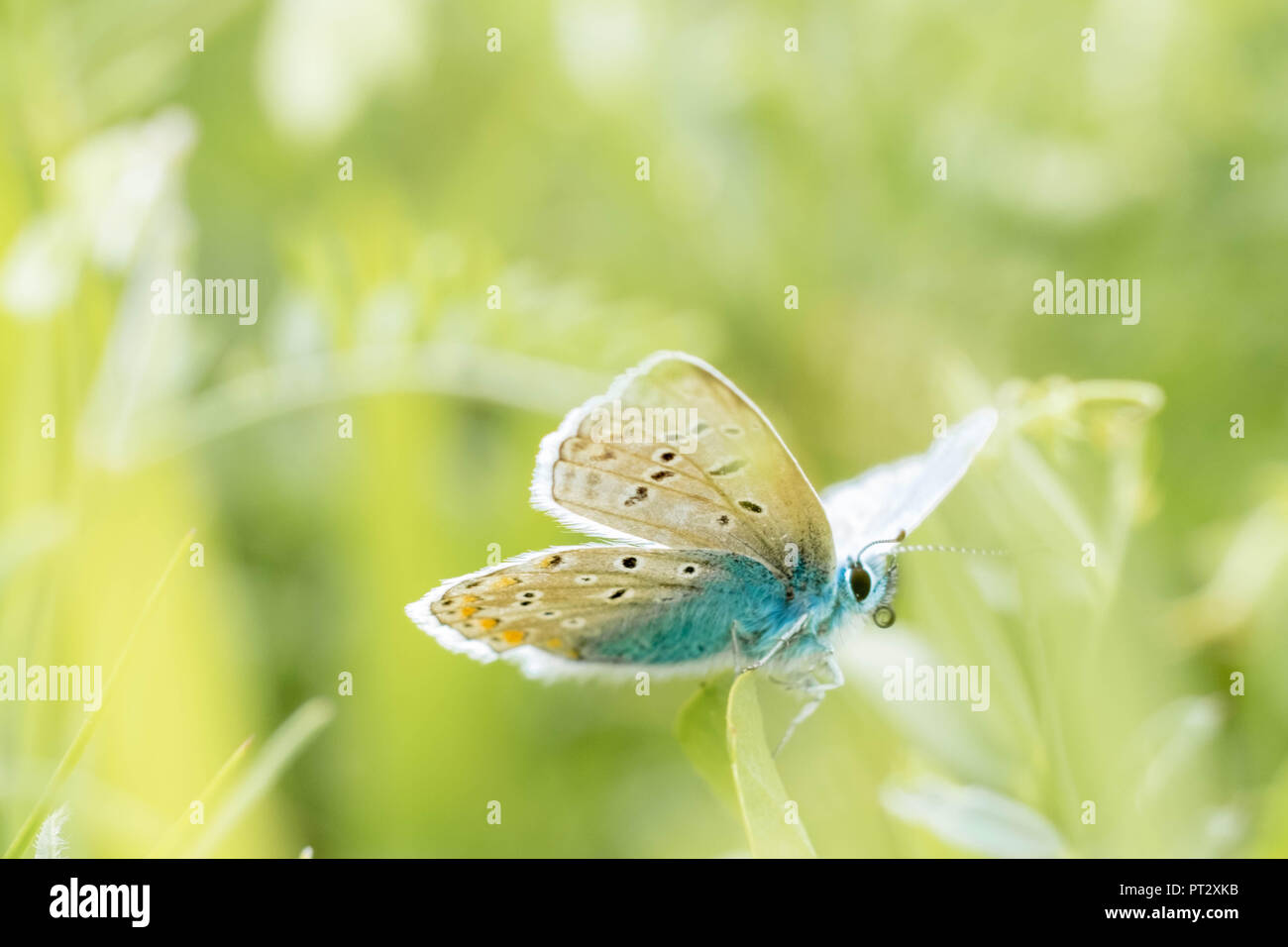 Gossamer hi-res stock photography and images - Alamy