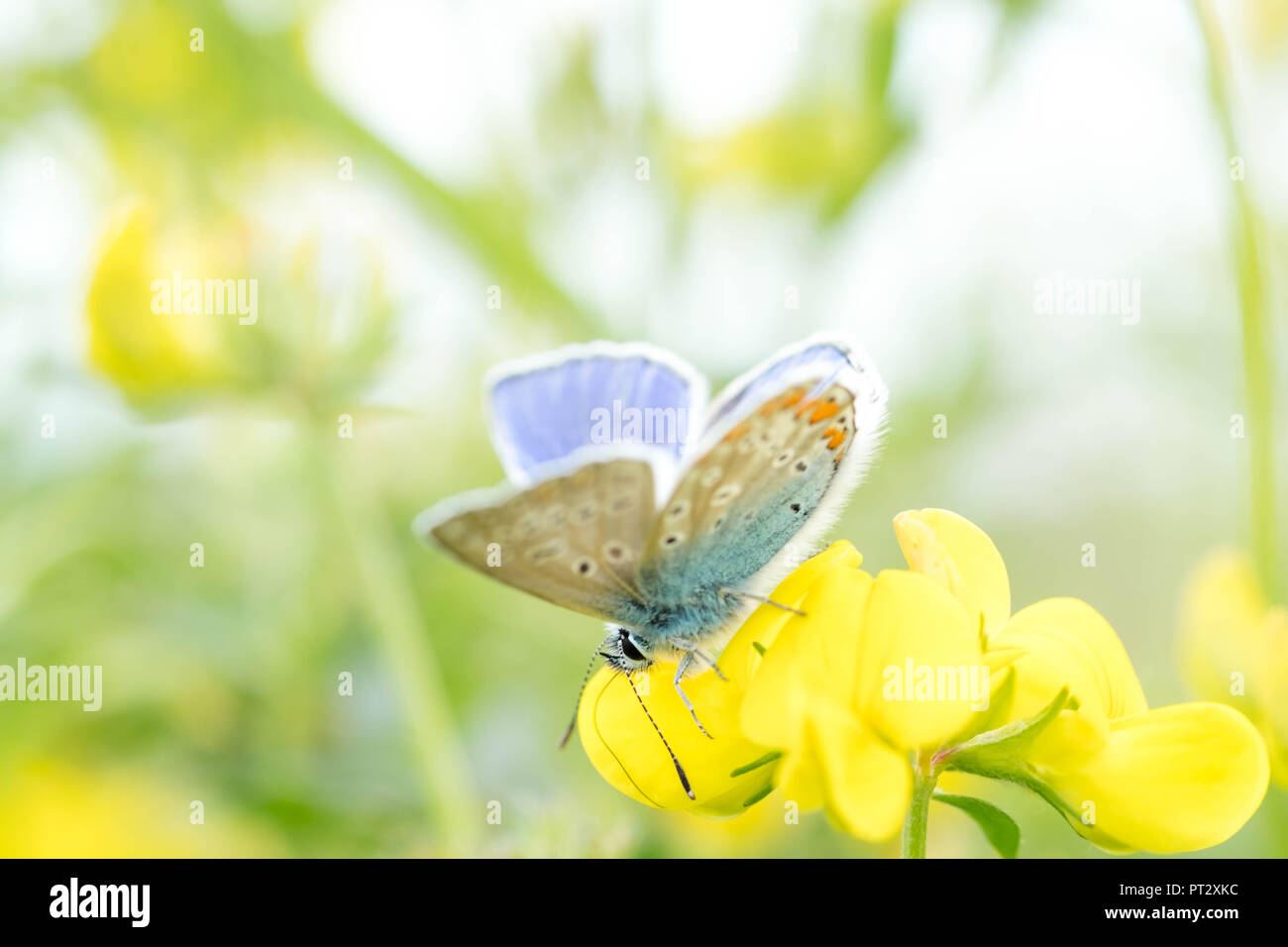 Gossamer hi-res stock photography and images - Alamy