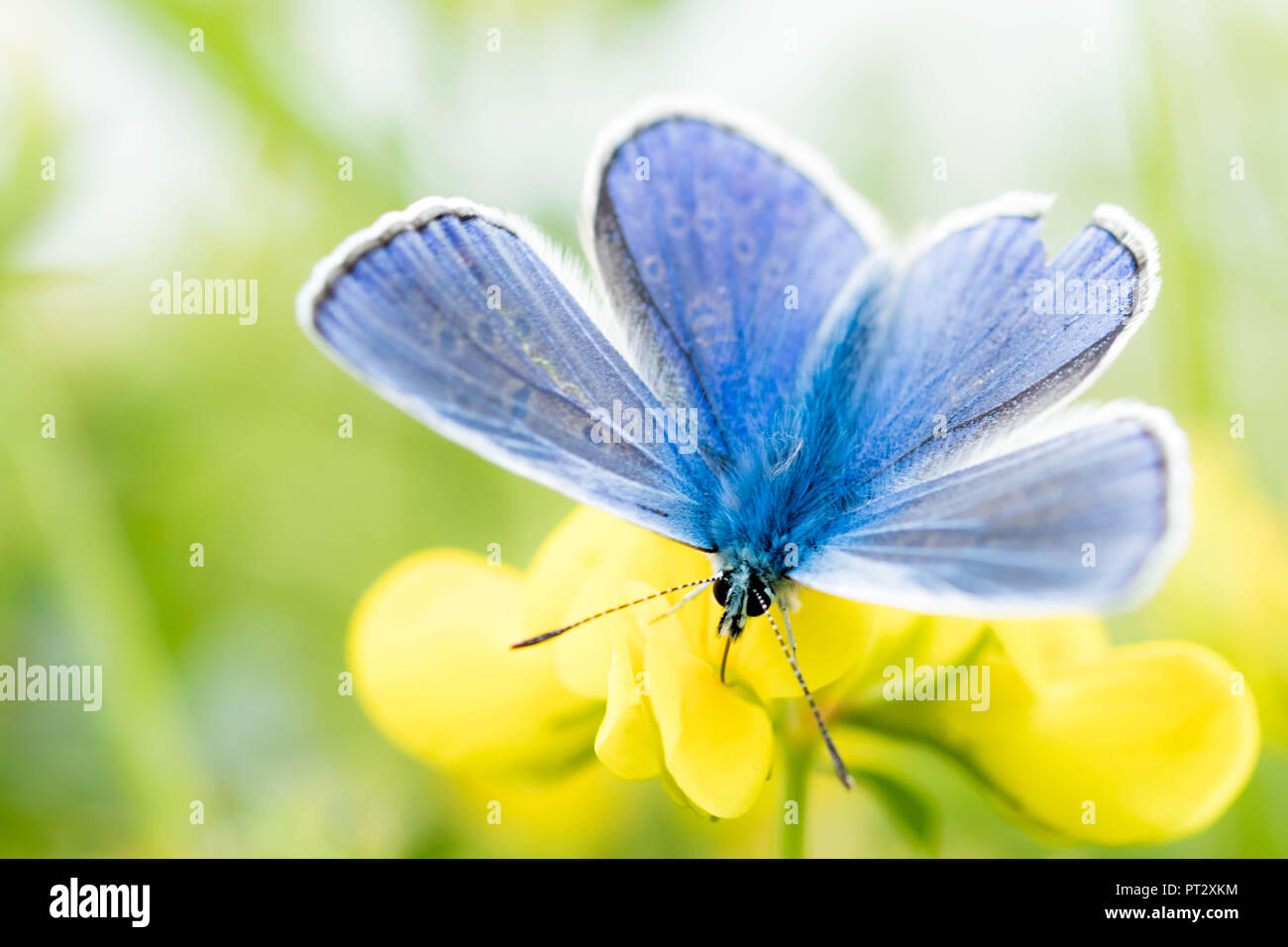 Gossamer wing hi-res stock photography and images - Alamy