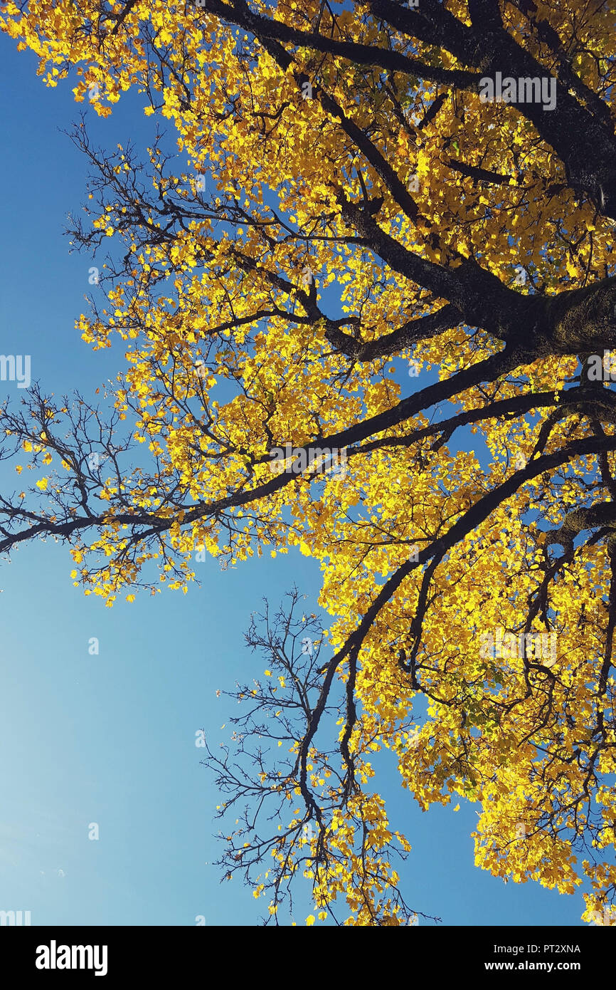 Treetop, autumn leaves, yellow, sky Stock Photo - Alamy