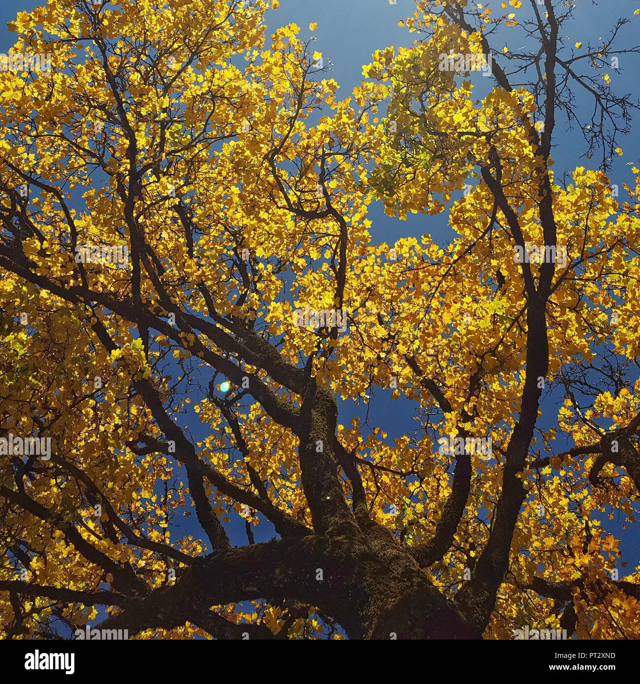 Treetop, autumn leaves, yellow, sky Stock Photo - Alamy
