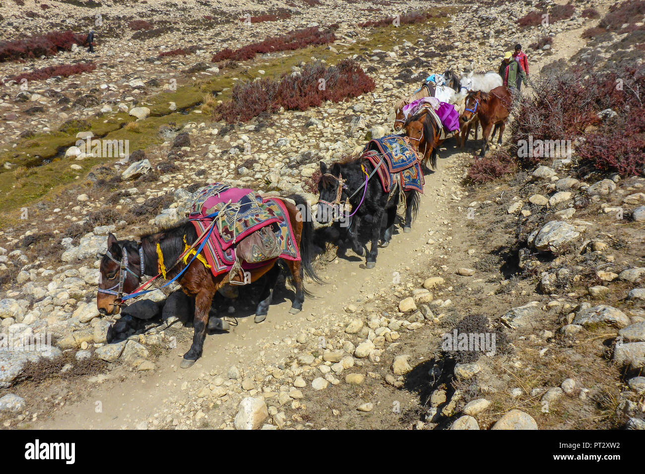 Highland mule hi-res stock photography and images - Alamy