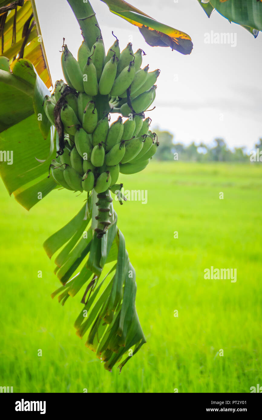 Organic young green banana fruits on tree with sunshine in the sunny ...