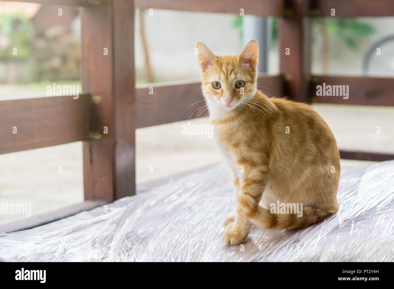 Cat foil hi-res stock photography and images - Alamy