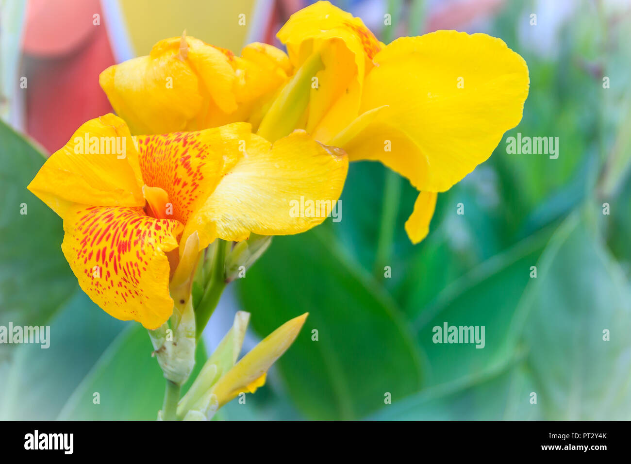 Close up yellow canna lily flower with green leaves background Stock ...