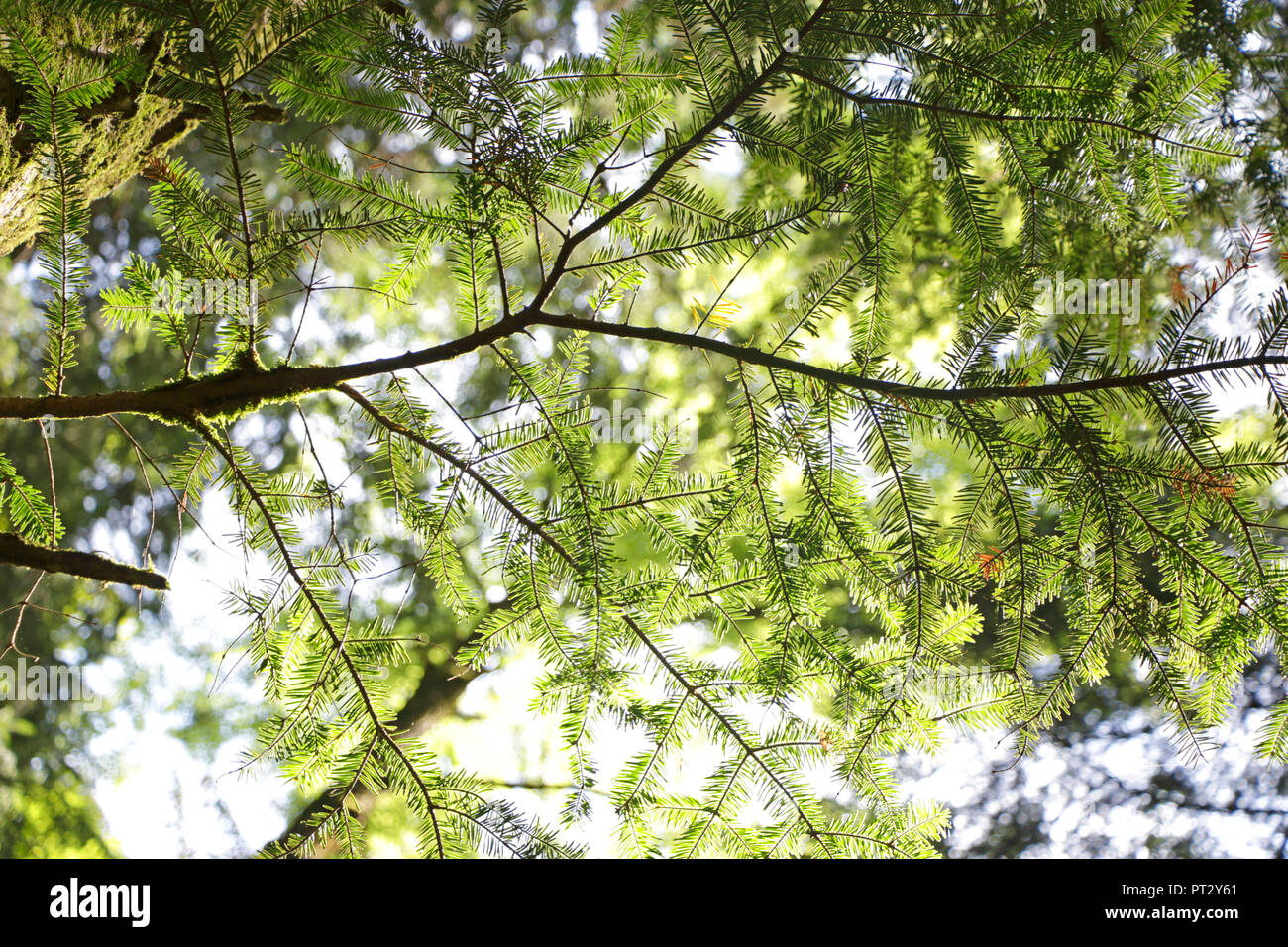 Silver fir forest abies alba hi-res stock photography and images - Alamy