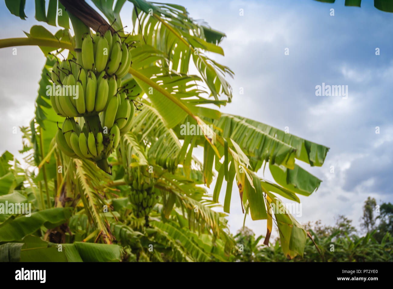 Organic young green banana fruits on tree with sunshine in the sunny ...