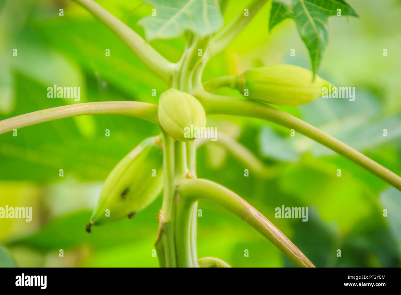 Damping off hi-res stock photography and images - Alamy